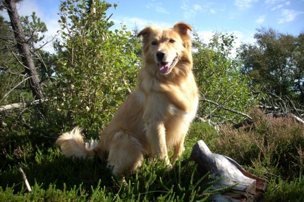 Dogs Worldwide: Schweden - Wufflog