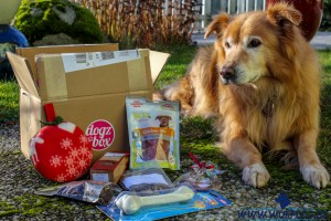 Hundeerkennung durch eine künstliche Intelligenz - Wufflog