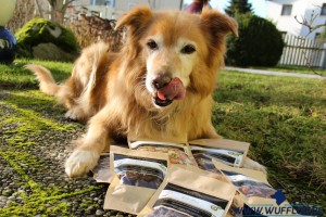 Hundeerkennung durch eine künstliche Intelligenz - Wufflog